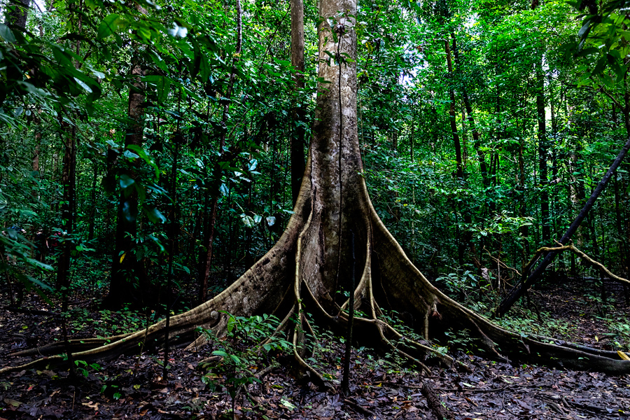 Tangkoko - srečanje s tarsierji in makaki na Sulawesiju, Indonezija ...